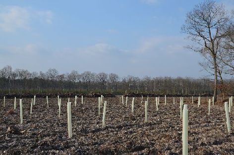 Conseils pour vos plantations forestières | DRAAF Normandie