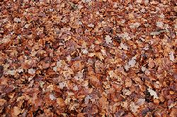 Défrichement, informations utiles | DRAAF Normandie